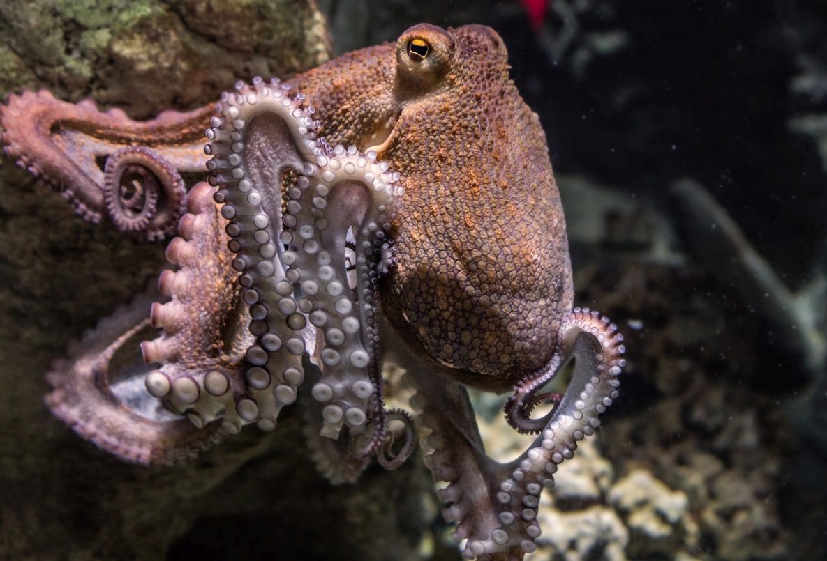 Octopuses are from Outer-Space. - Mystic Sciences